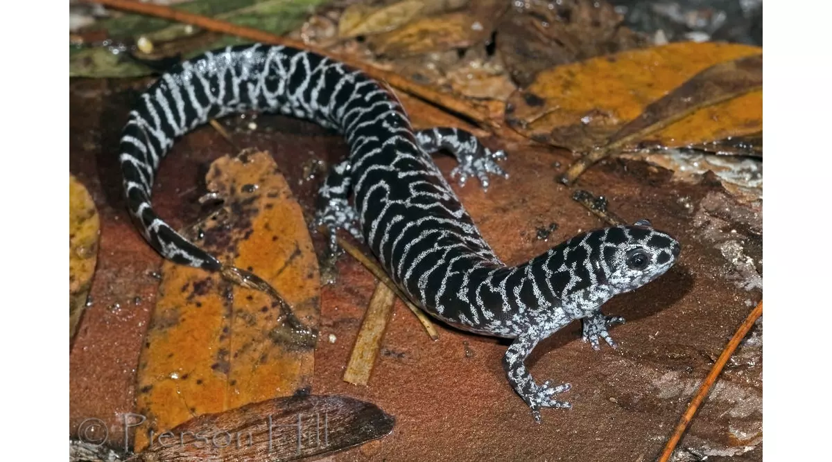 We're Saving the Salamander—but Not Its Habitat - NumbersUSA